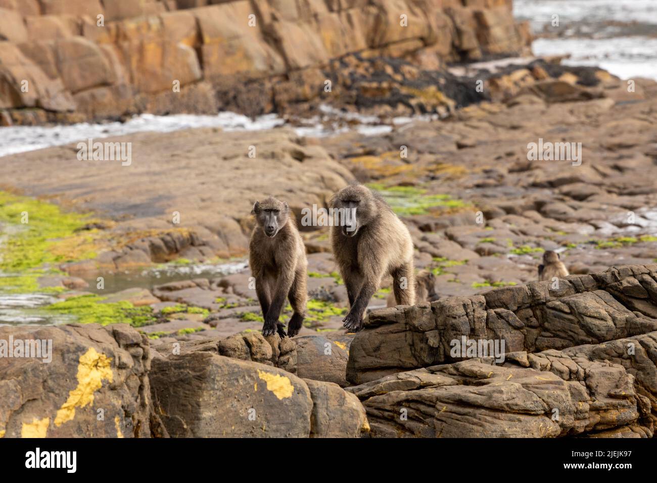 Two baboons walk over the rocky shoreline. Cape Point, Cape Town, South ...