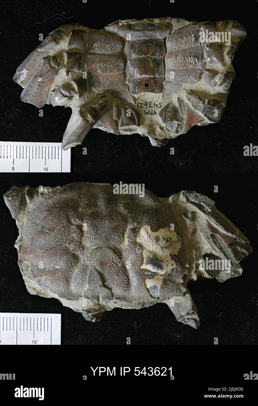 Undet brachyura animalia hi-res stock photography and images - Alamy