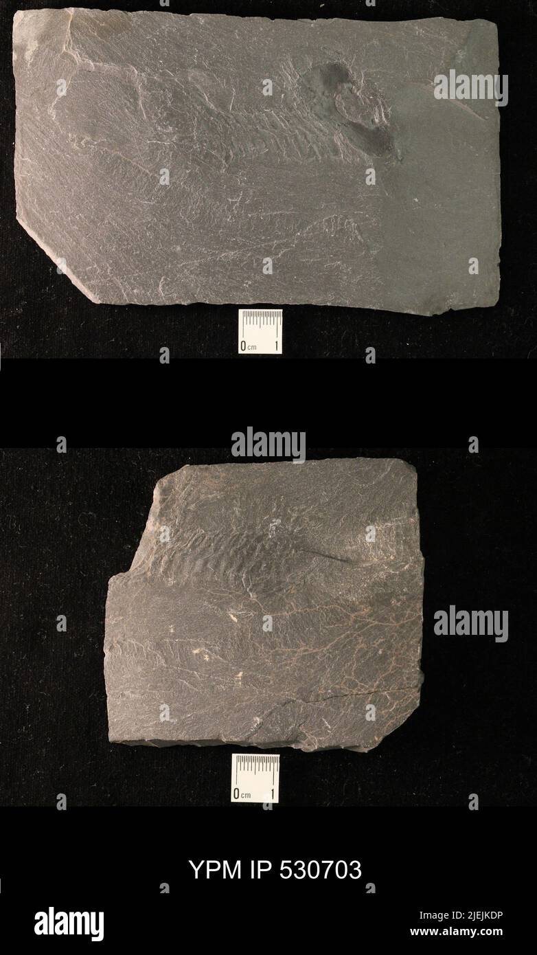 Phacops sp animalia hi-res stock photography and images - Alamy