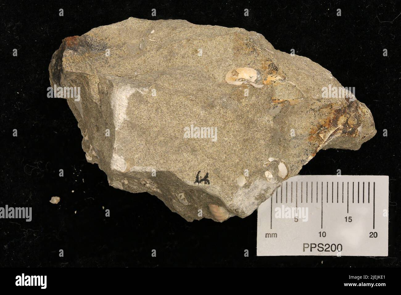 Undet brachyura animalia hi-res stock photography and images - Alamy