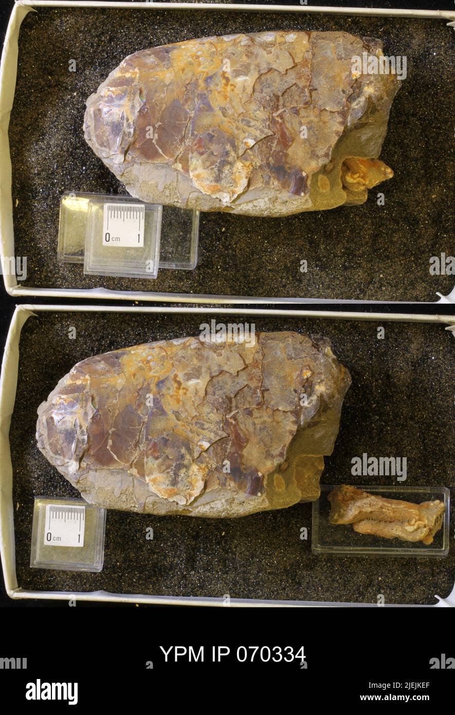 Sphenodiscus hi-res stock photography and images - Alamy