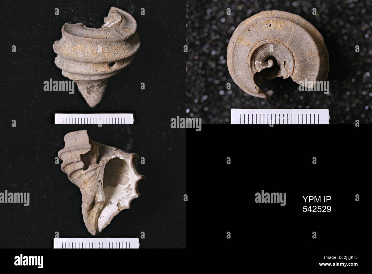 Ecphora hi-res stock photography and images - Alamy