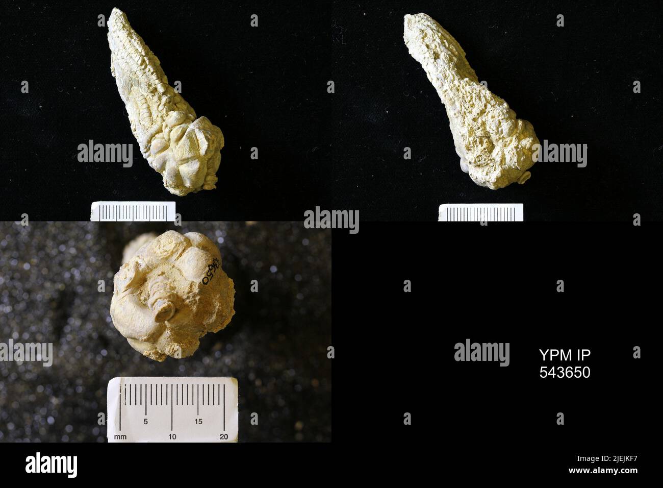 Eupachycrinus sp. Gurley & Miller, 1890 Stock Photo - Alamy