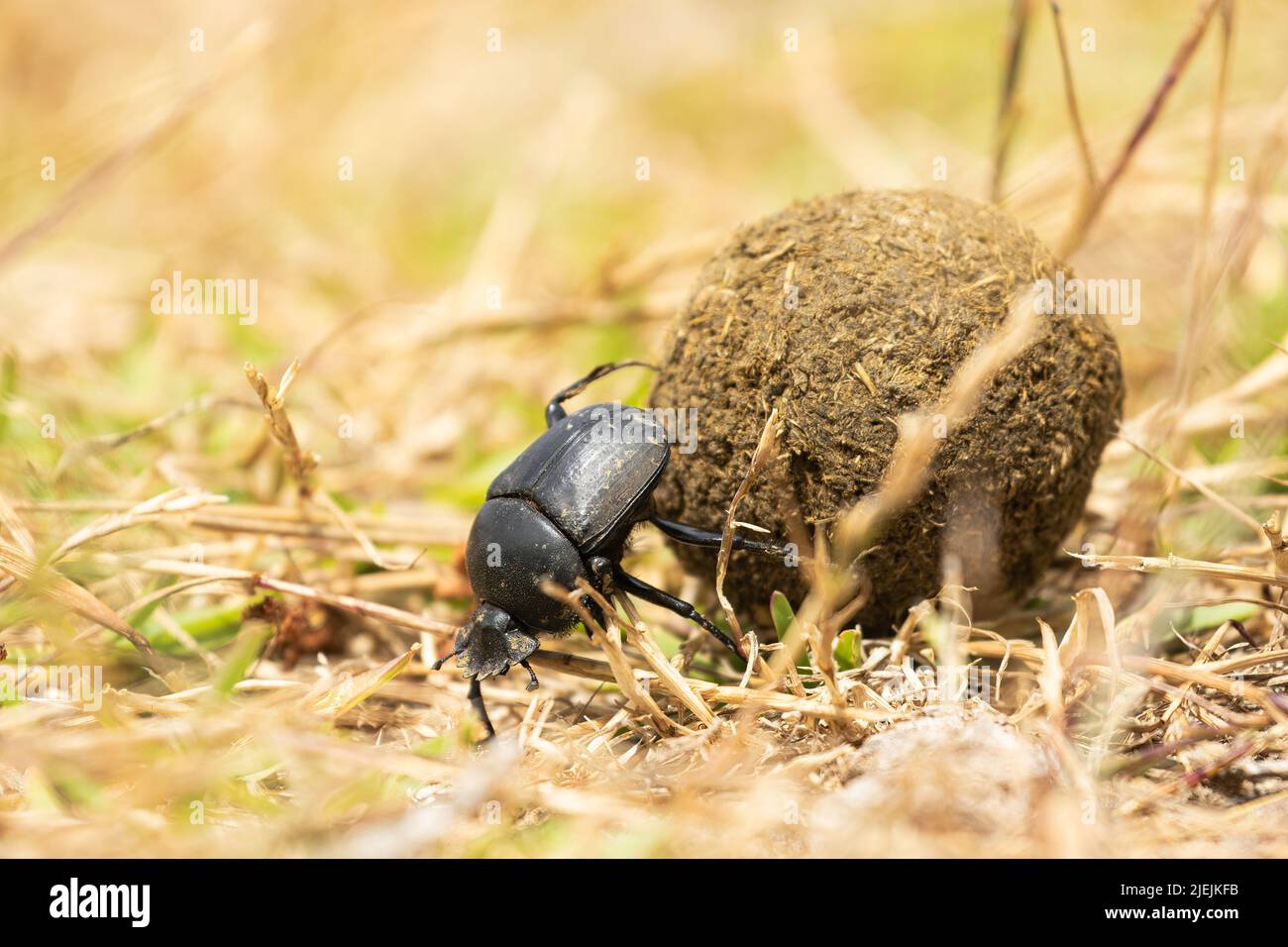 Dung beetle scarabaeus hi-res stock photography and images - Alamy