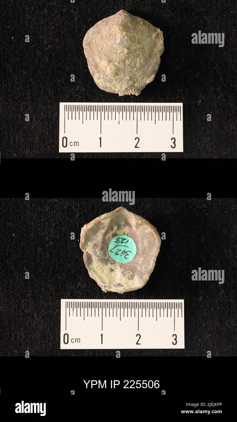 Atrypa sp animalia hi-res stock photography and images - Alamy