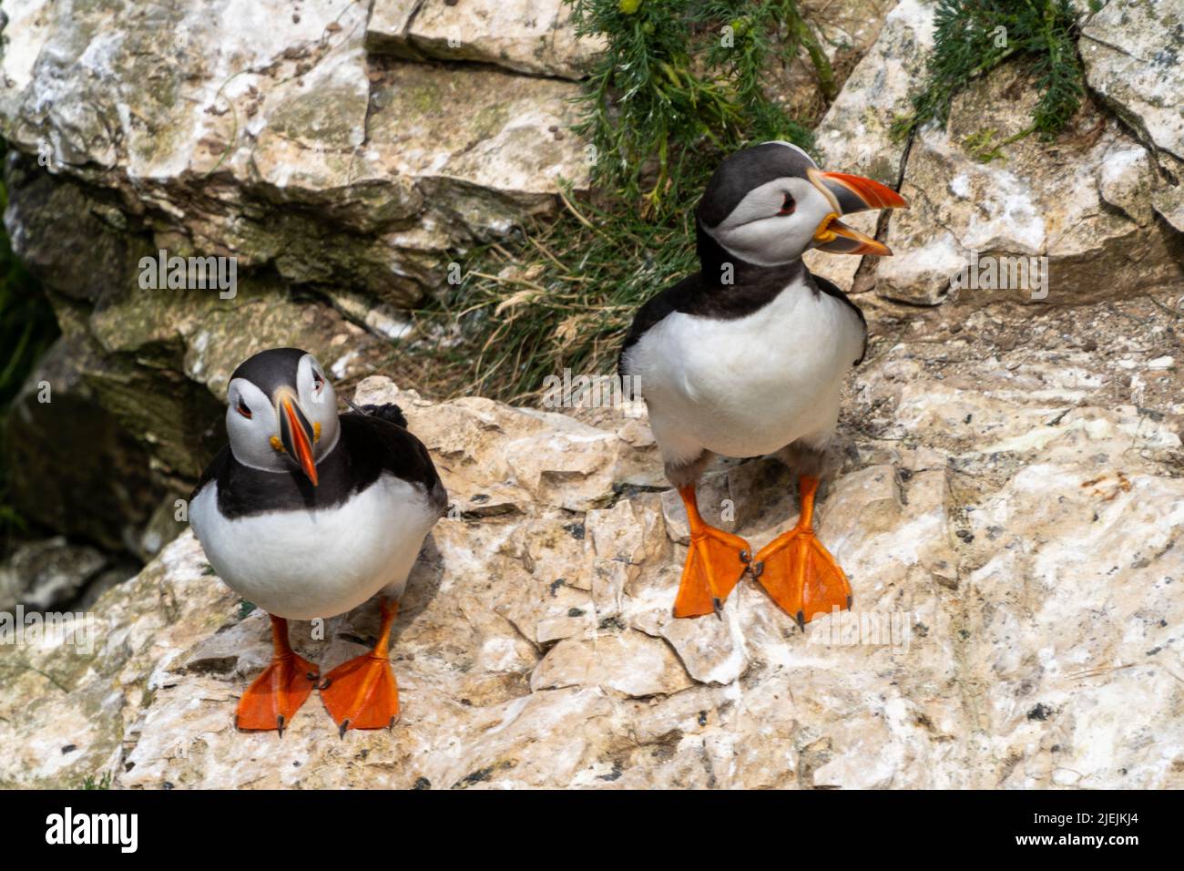 A close-up view of North Atlantic Puffins in their nesting grounds at ...