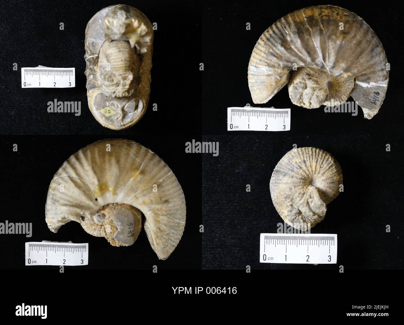 Scaphites ventricosus interjectus Reeside Stock Photo - Alamy