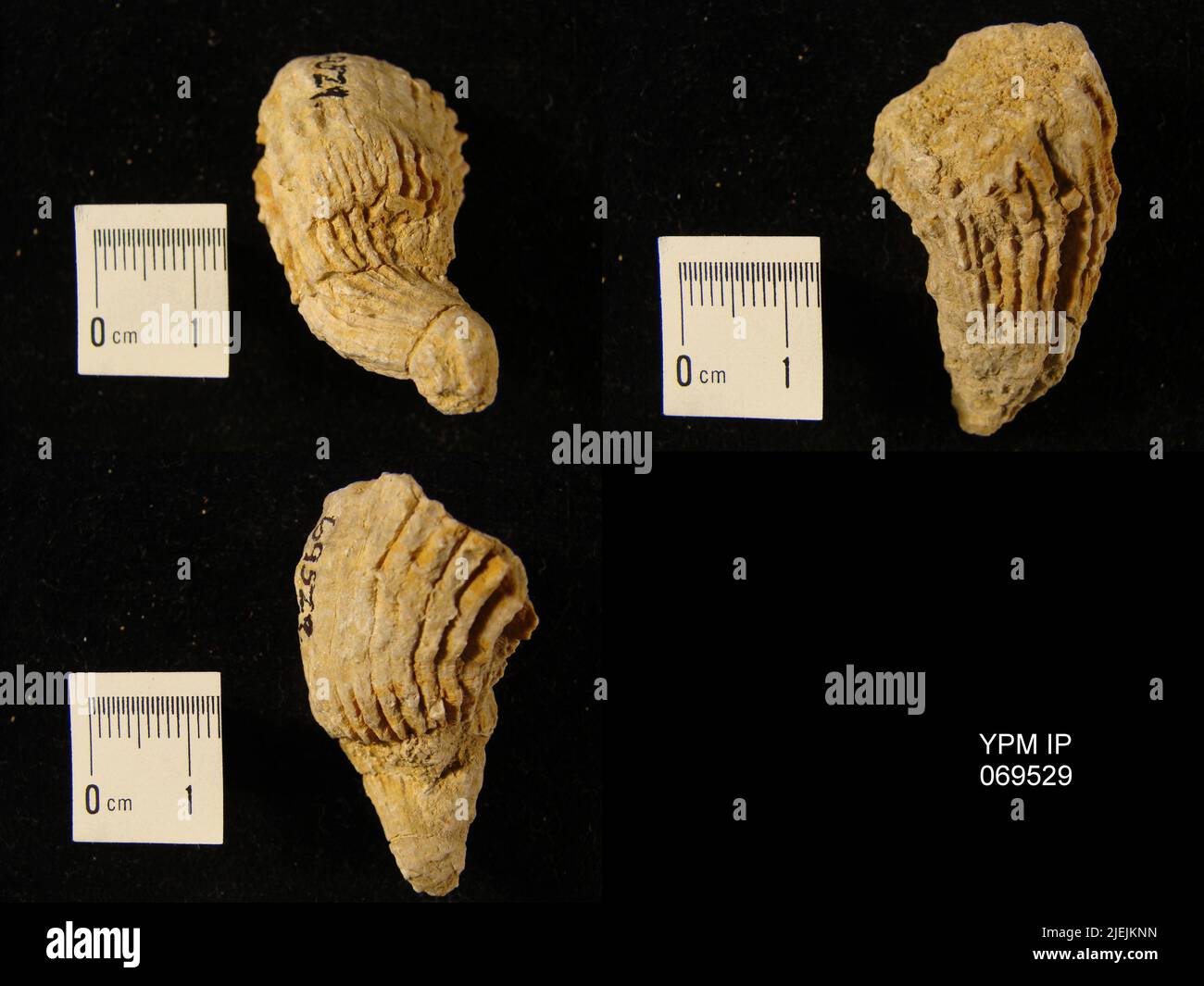 Hippurites hi-res stock photography and images - Alamy