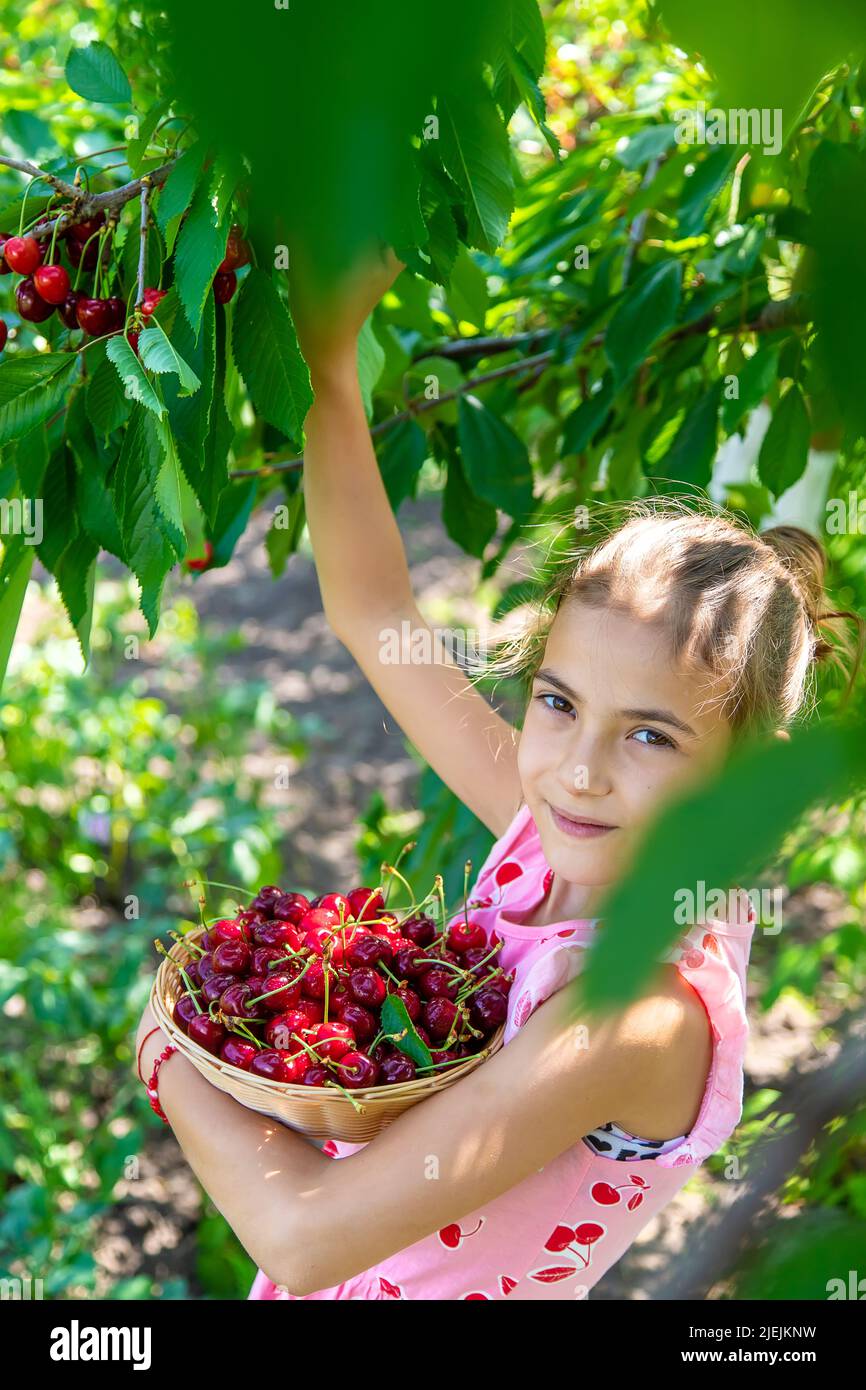 A child harvests cherries in the garden. Selective focus Stock Photo ...