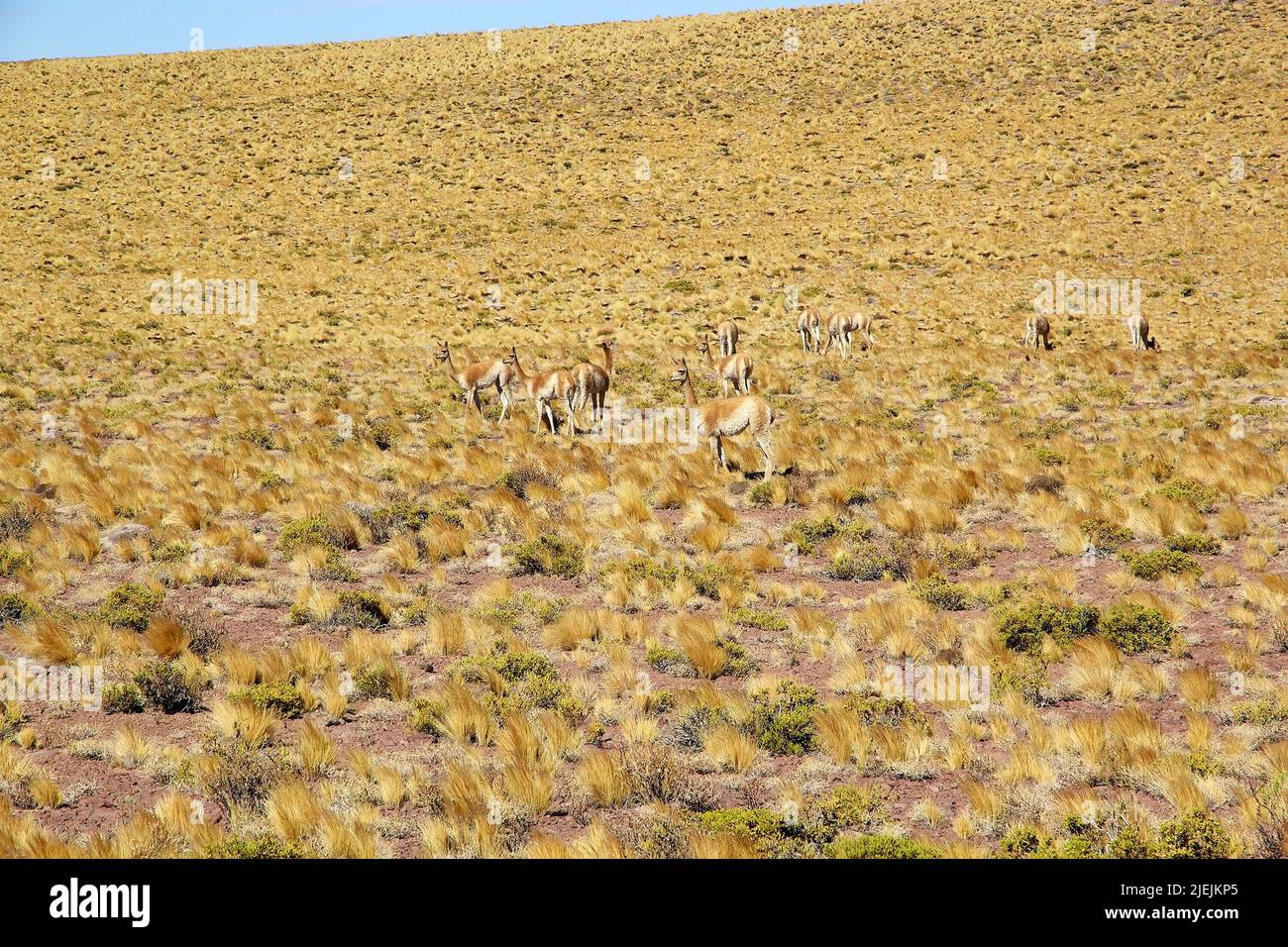 Vicugna (Vicugna vicugna) in the Atacama desert, Chile. It is one of ...