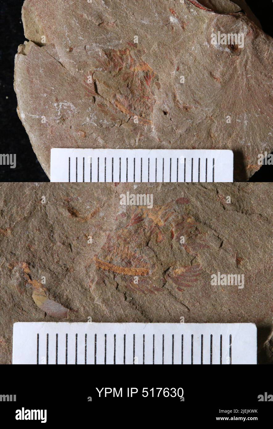 Furca High Resolution Stock Photography and Images - Alamy