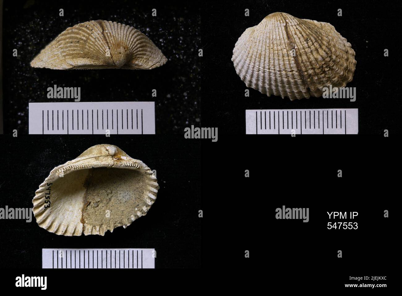 Scapharca transversa animalia hi-res stock photography and images - Alamy