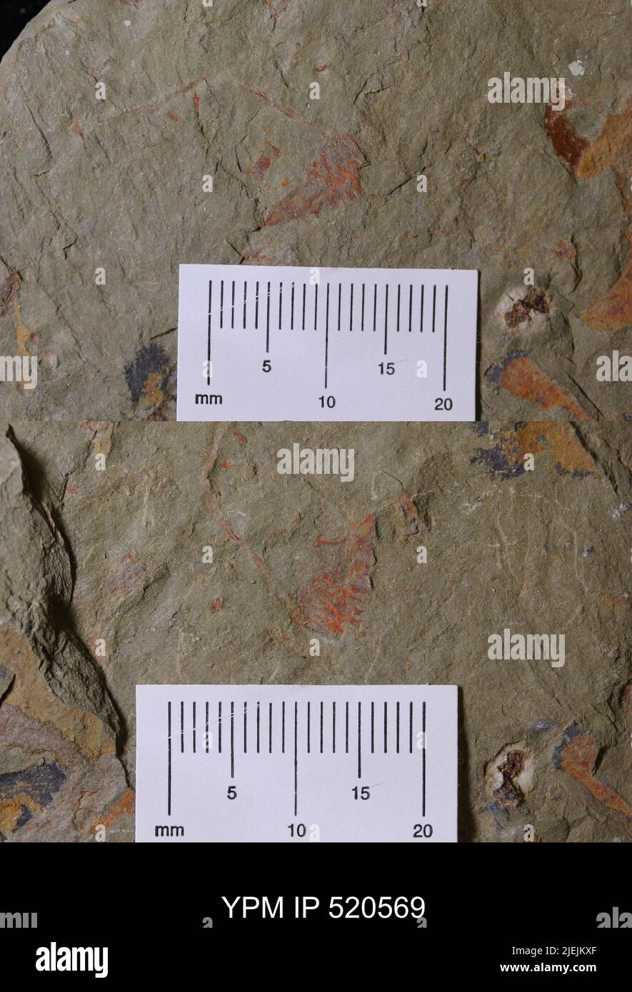 Undet homalozoa animalia hi-res stock photography and images - Alamy