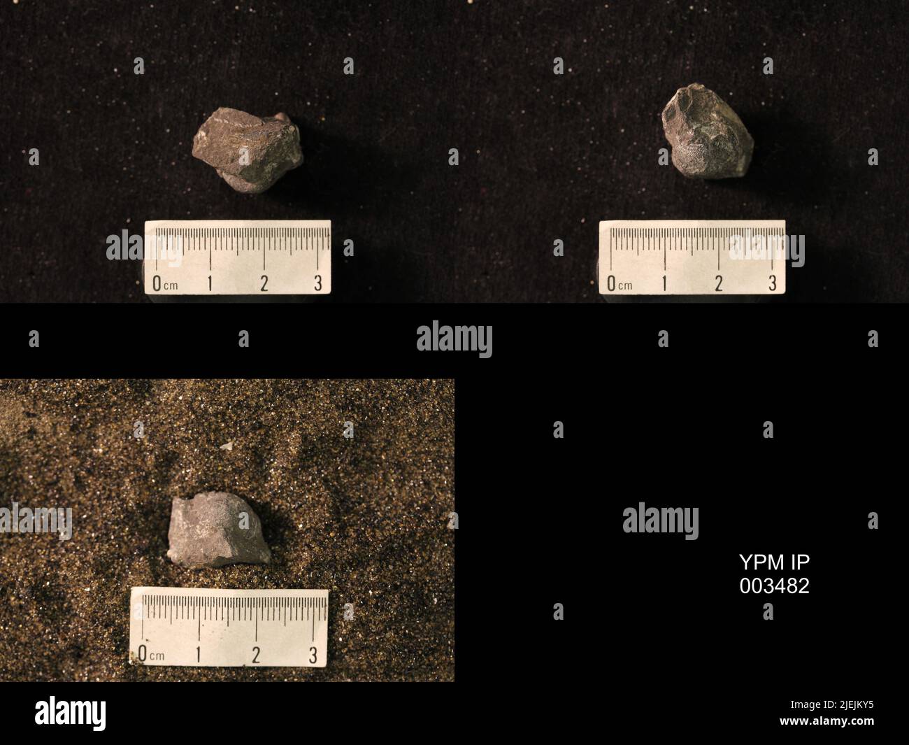 Productus cora d'Orbigny Stock Photo - Alamy