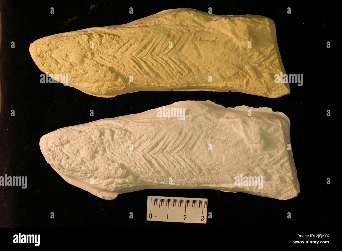 Cruziana semiplicata ichnofossil hi-res stock photography and images - Alamy