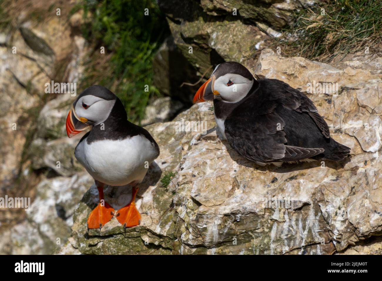 A close-up view of North Atlantic Puffins in their nesting grounds at ...