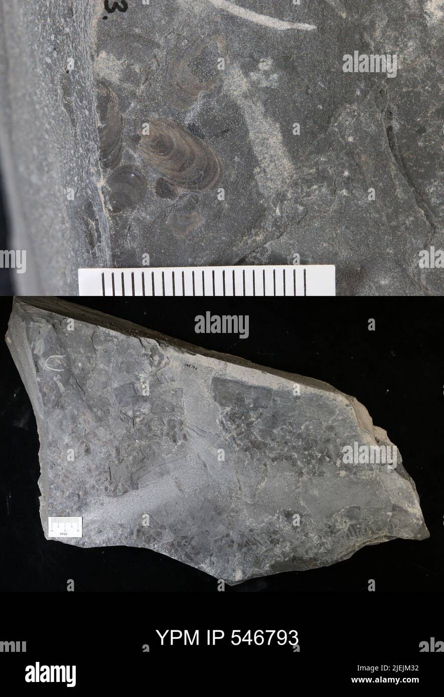 Elongated bivalve hi-res stock photography and images - Alamy