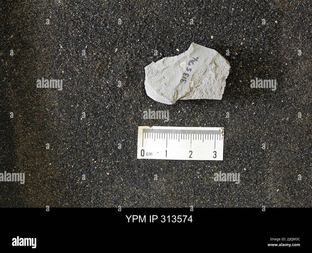 Lingula fossil hi-res stock photography and images - Alamy