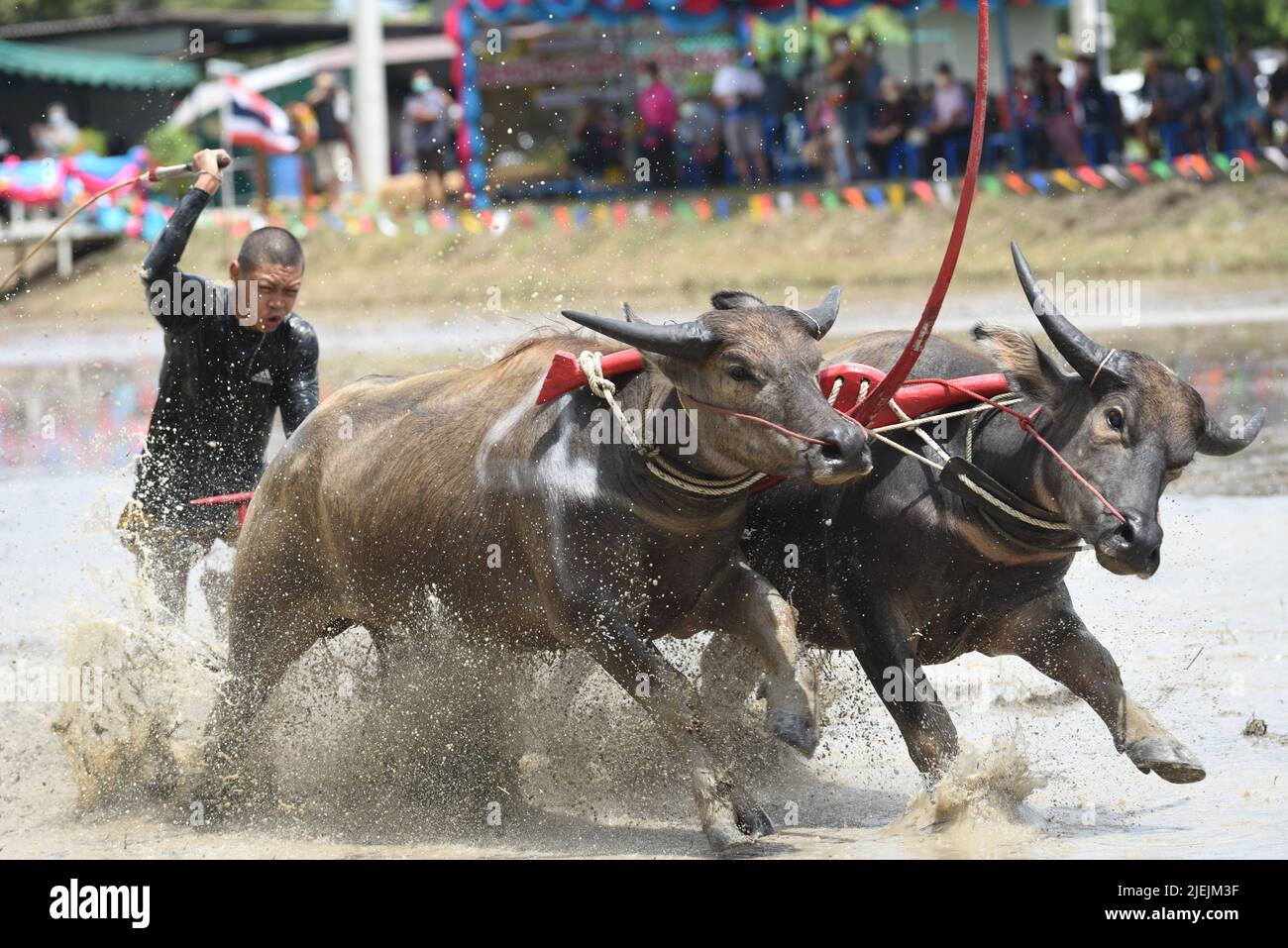 Buffalo racing festival hi-res stock photography and images - Alamy