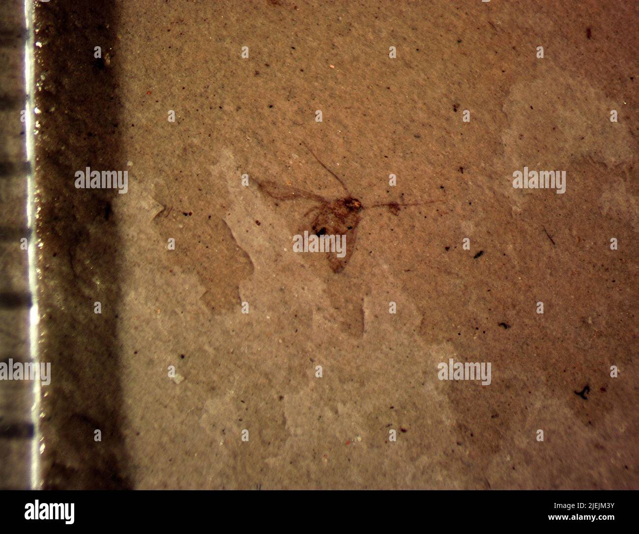 Undet psocoptera animalia hi-res stock photography and images - Alamy