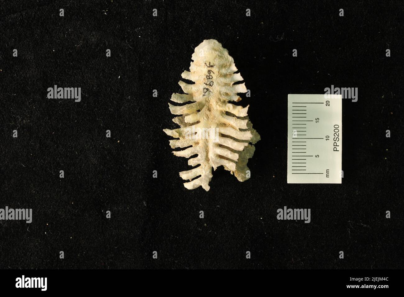 Leptodus nobilis americanus Girty Stock Photo - Alamy