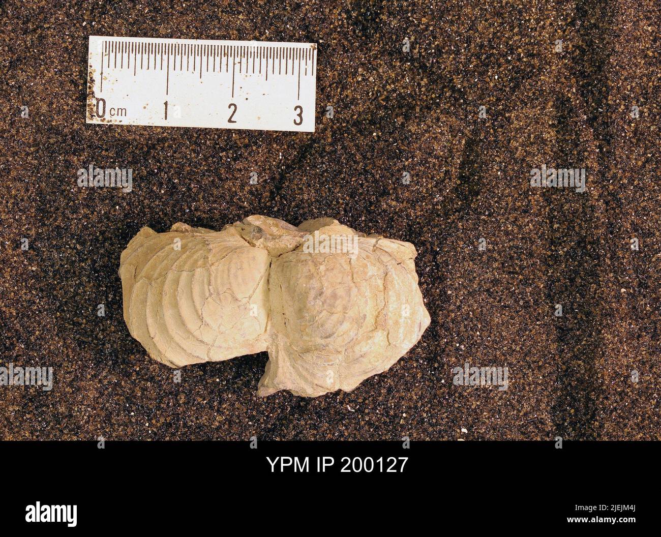 Inoceramus aff acutiplicata animalia hi-res stock photography and ...