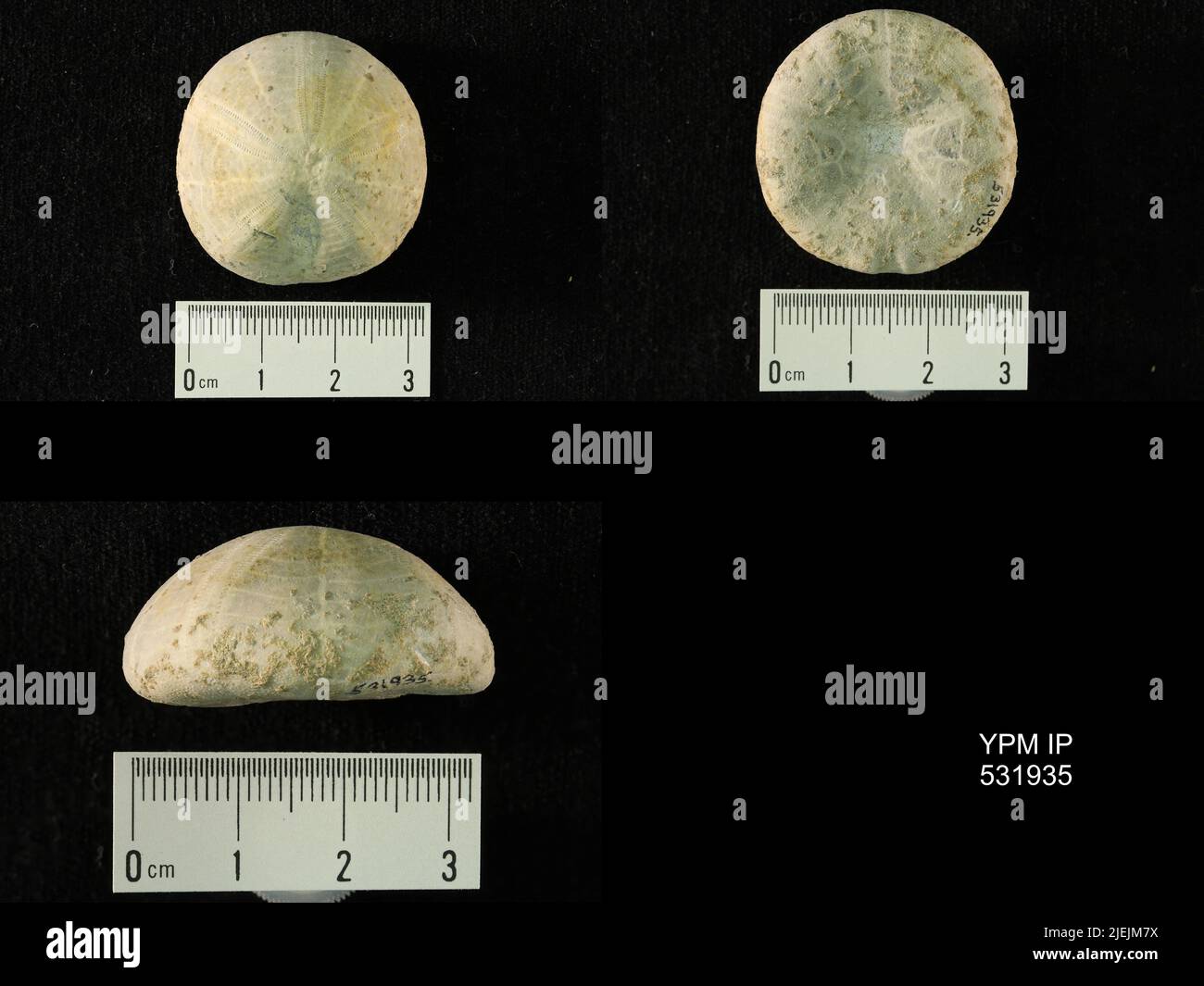 1835 animalia hi-res stock photography and images - Alamy