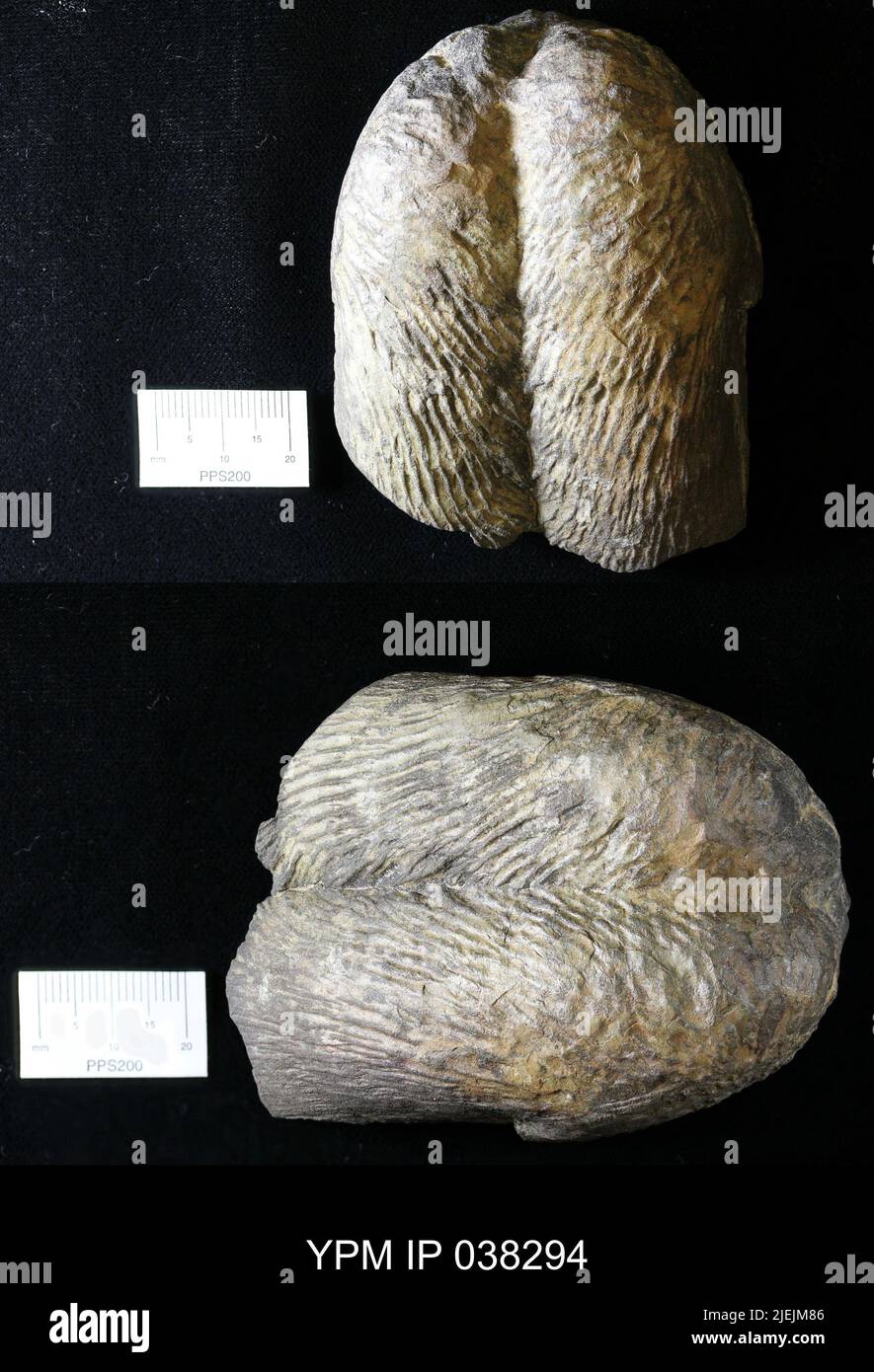 Cruziana pectinata Seilacher Stock Photo - Alamy