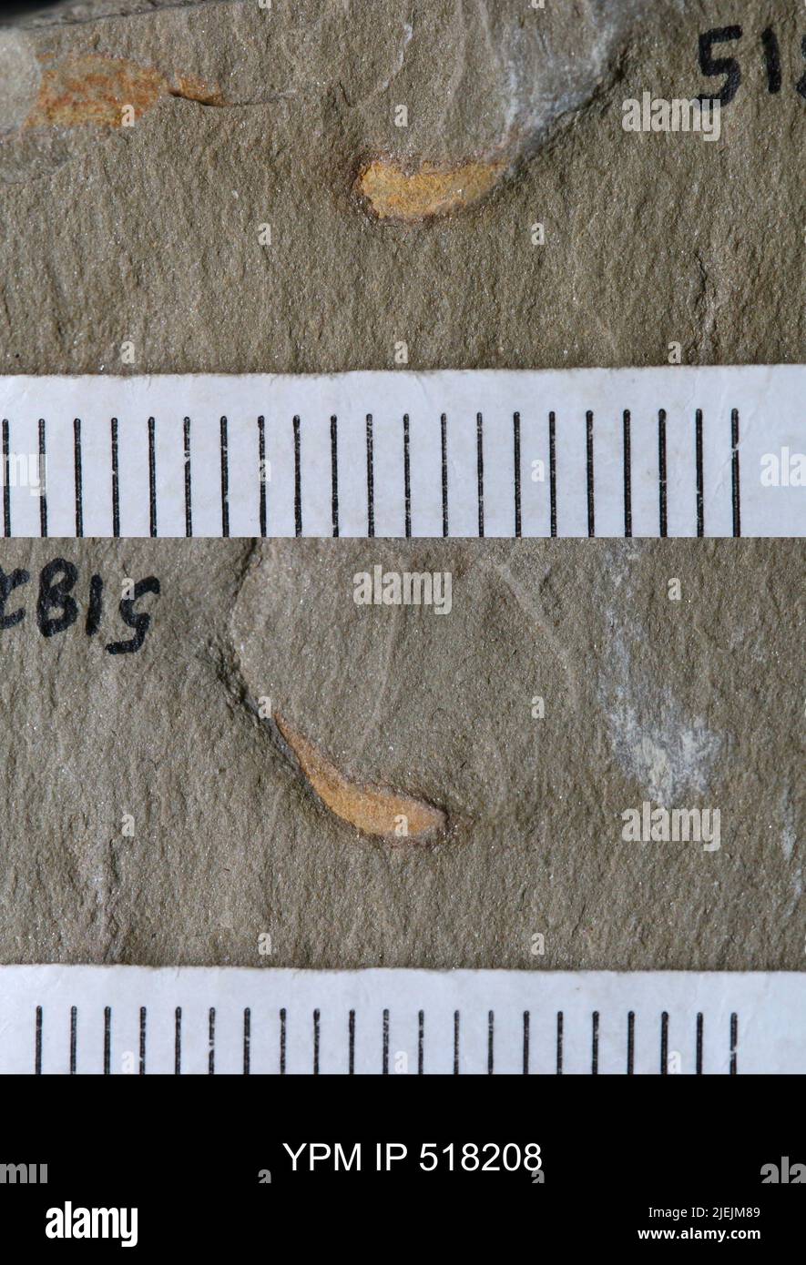 Trace fossil burrows hi-res stock photography and images - Alamy