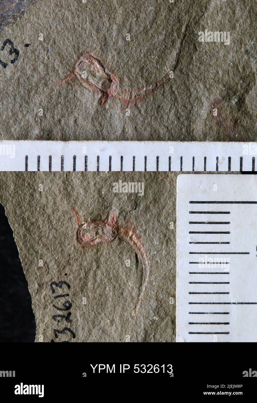 Homalozoa hi-res stock photography and images - Alamy