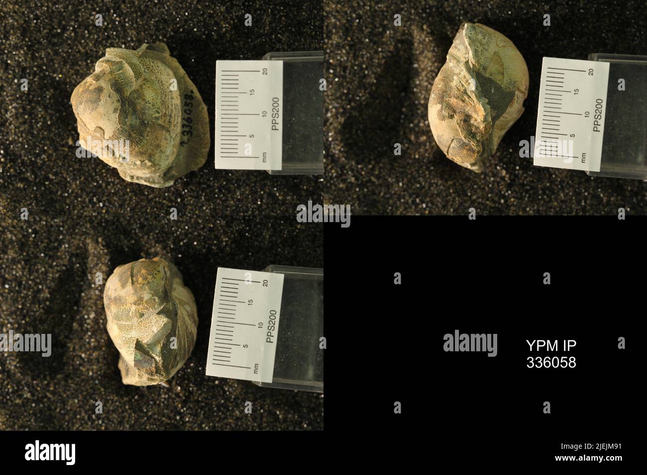 Cucullaea sp animalia hi-res stock photography and images - Alamy