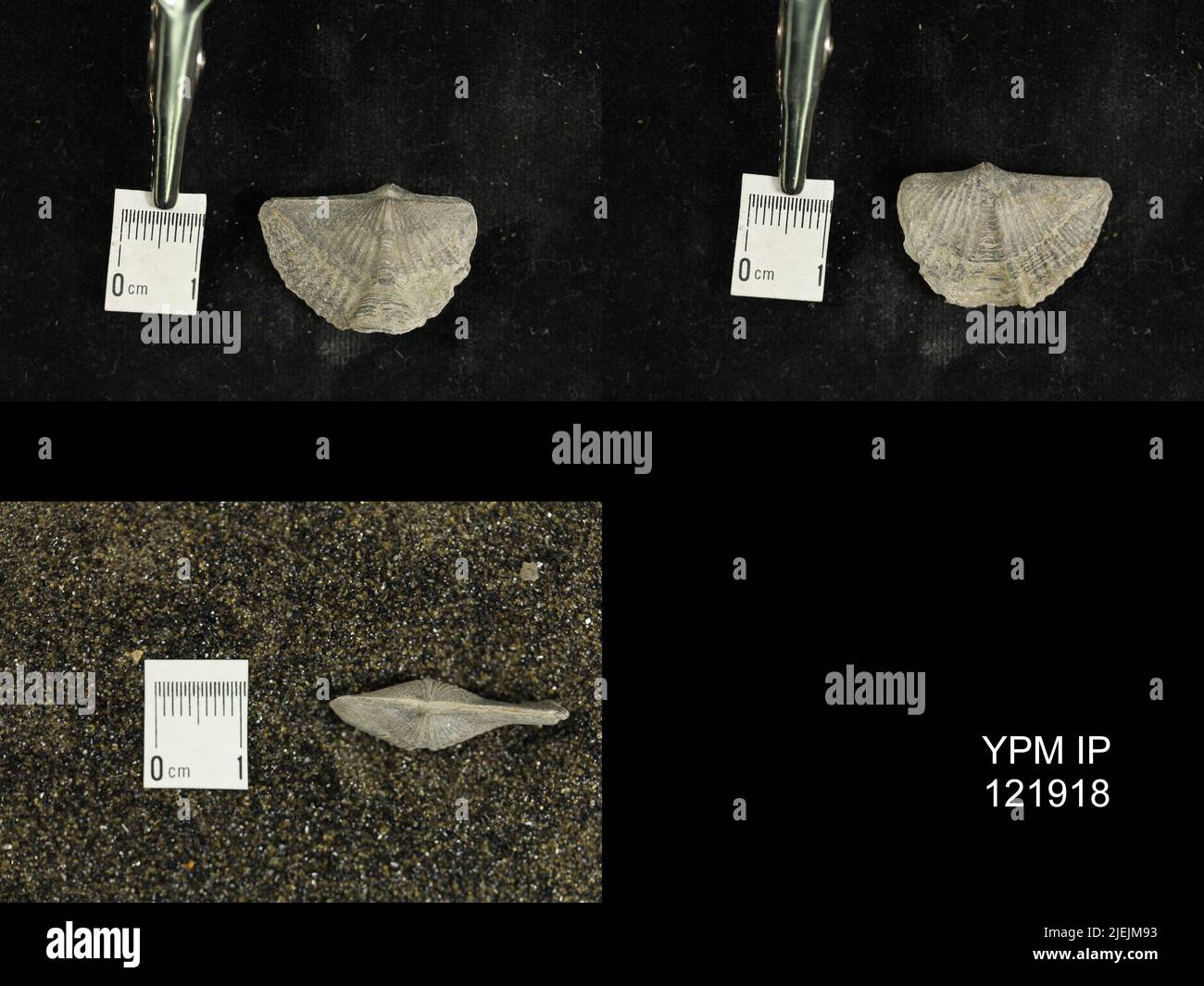 Mucrospirifer sp hi-res stock photography and images - Alamy