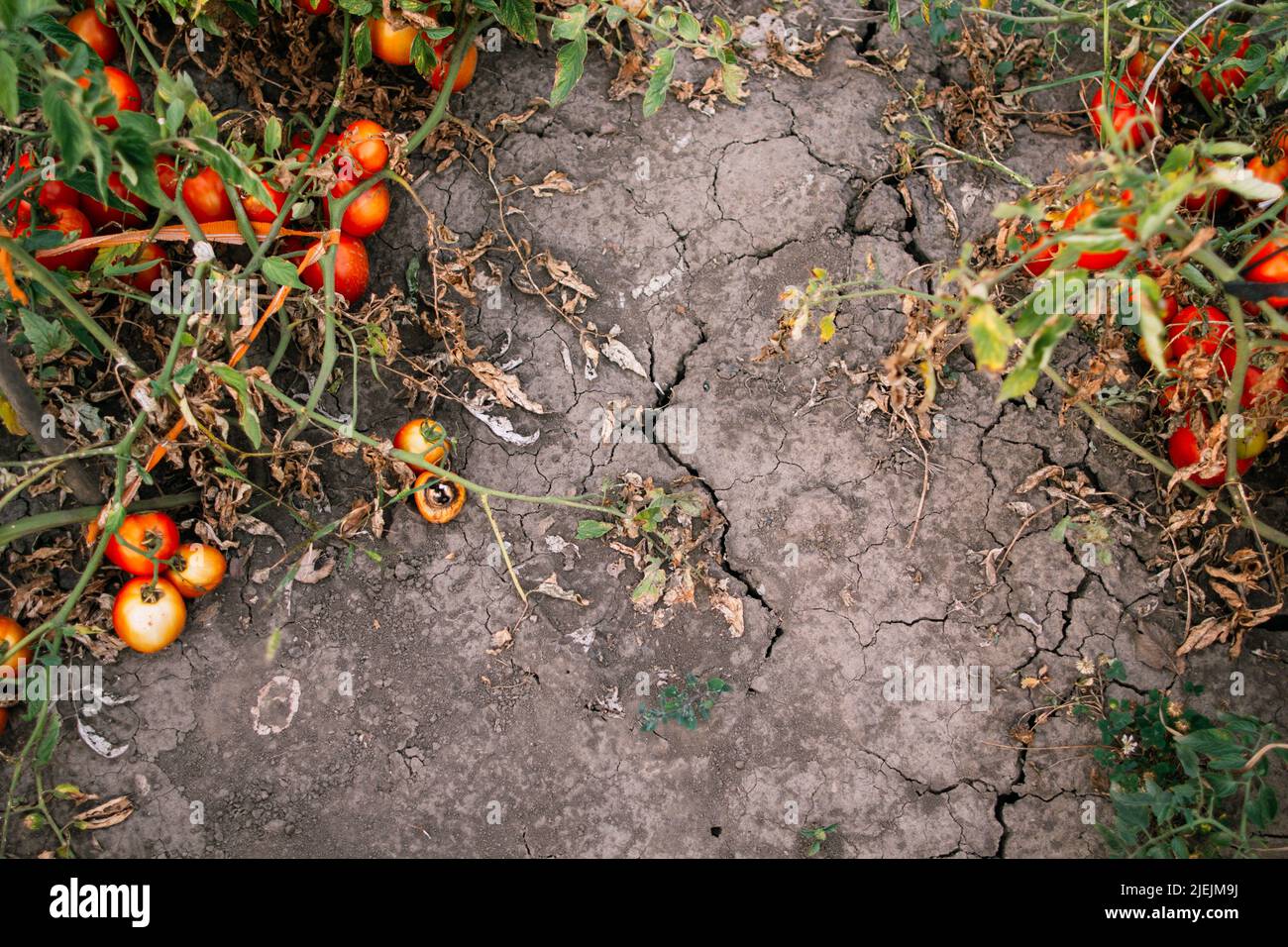 Summer draught agriculture dried tomatoe plants Stock Photo - Alamy