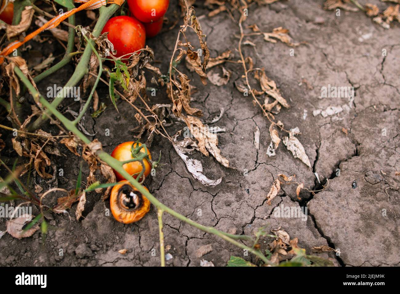 Summer draught agriculture dried tomatoe plants Stock Photo - Alamy