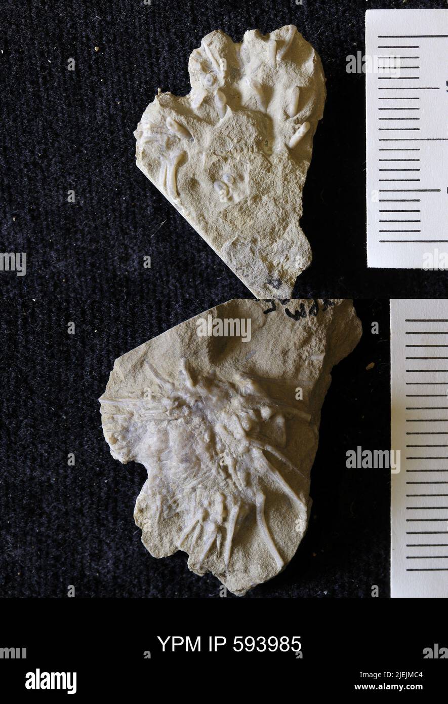 Oceanic biodiversity zones hi-res stock photography and images - Alamy