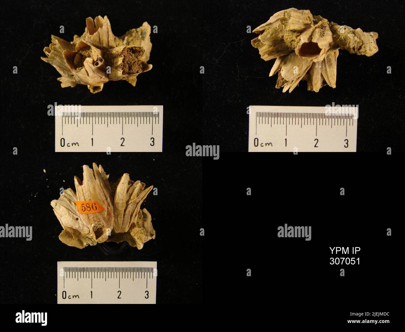 Balanus concavus hi-res stock photography and images - Alamy