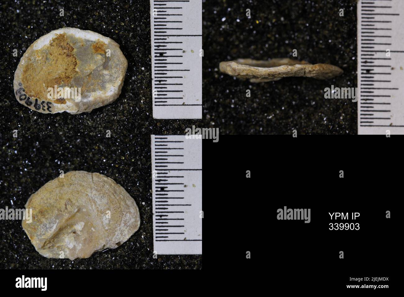 Exogyra hi-res stock photography and images - Alamy