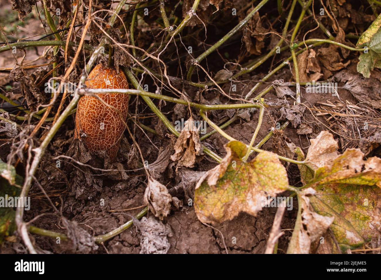 Agriculture summer draught dried cucumber plants Stock Photo - Alamy