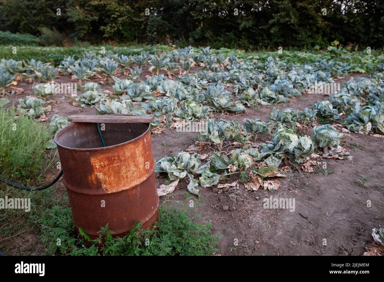 Summer draught agriculture dried cabbage plants Stock Photo - Alamy