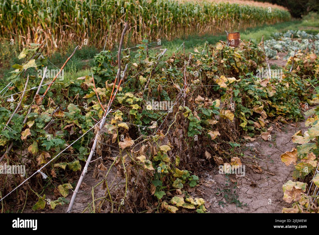 Agriculture summer draught dried cucumber plants Stock Photo - Alamy