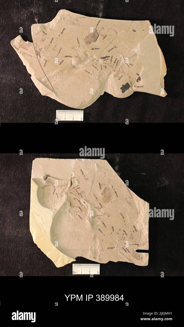 Undet pterygota animalia hi-res stock photography and images - Alamy