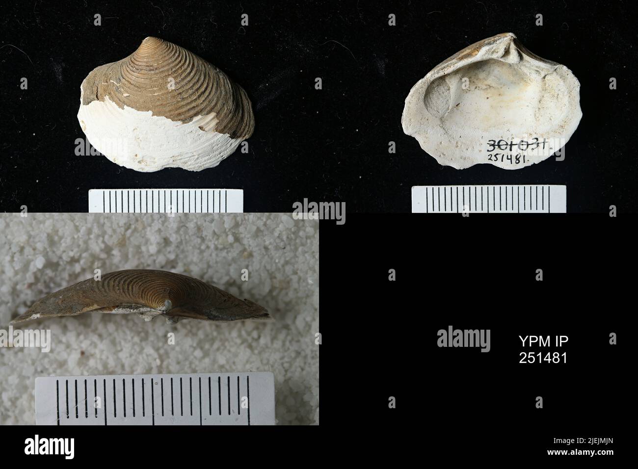 Astarte borealis Schumacher, 1817 Stock Photo - Alamy