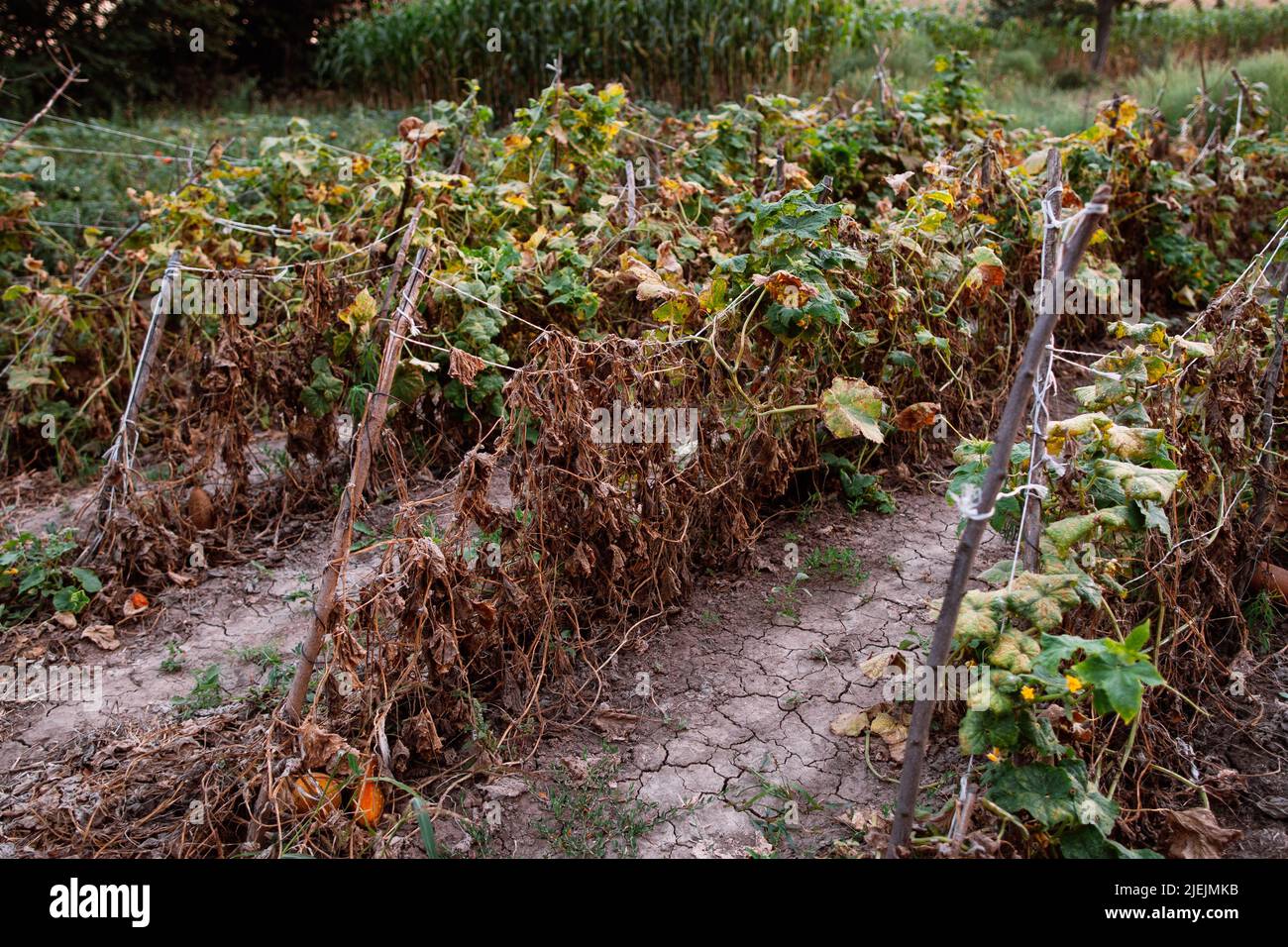Agriculture summer draught dried cucumber plants Stock Photo - Alamy