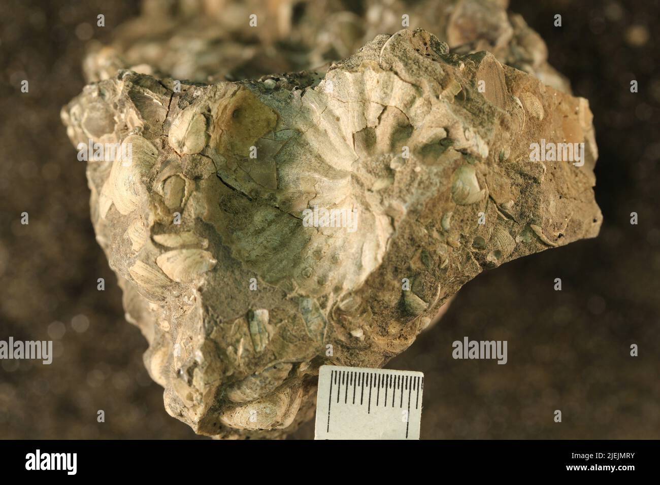 Anomia simplex d'Orbigny, 1853 Stock Photo - Alamy