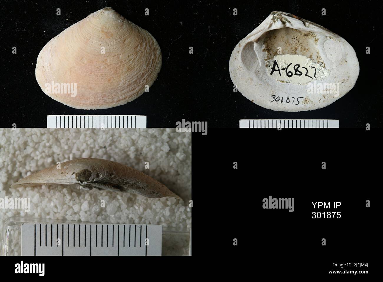 Astarte borealis Schumacher, 1817 Stock Photo - Alamy