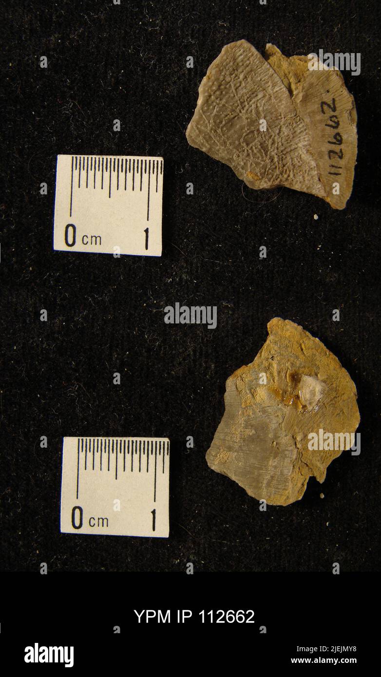 Stomatopora arachnoidea (Hall Stock Photo - Alamy