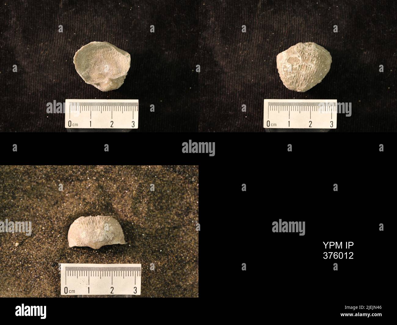 Pustula nebrascensis owen animalia hi-res stock photography and images ...