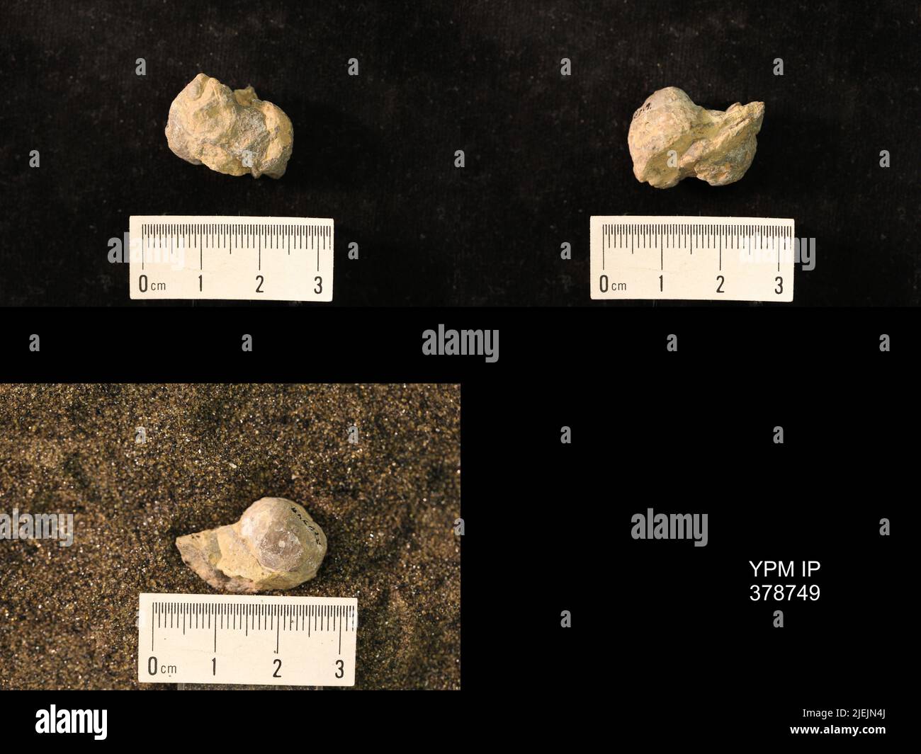 Marginifera wabashensis (Norwood & Pratten Stock Photo - Alamy