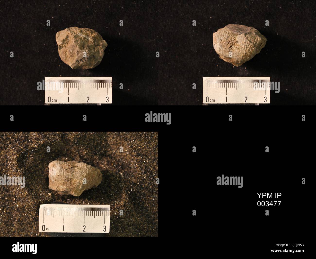 Inflatus hi-res stock photography and images - Alamy