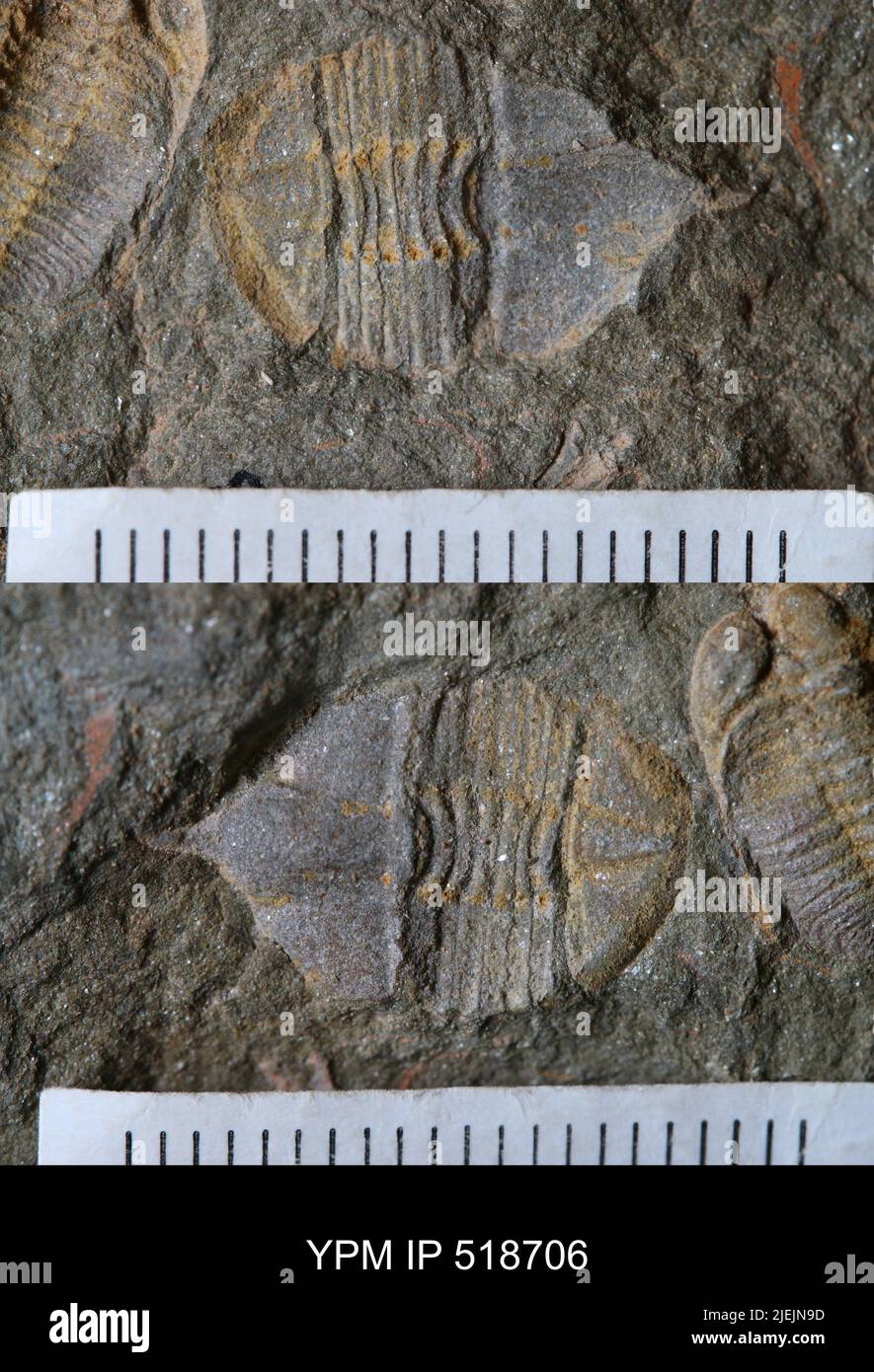 Ampyx sp hi-res stock photography and images - Alamy